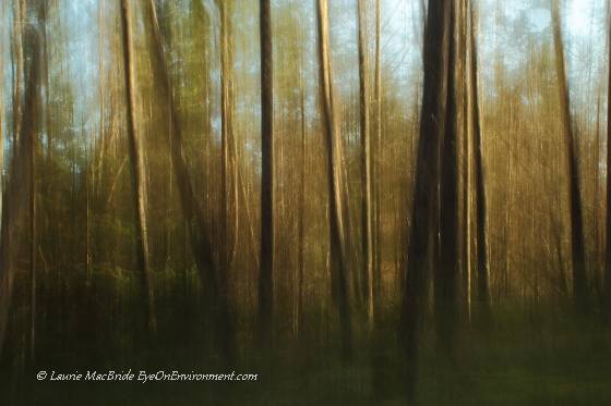 When Negative is Positive: The Power of Trees | Eye on Environment