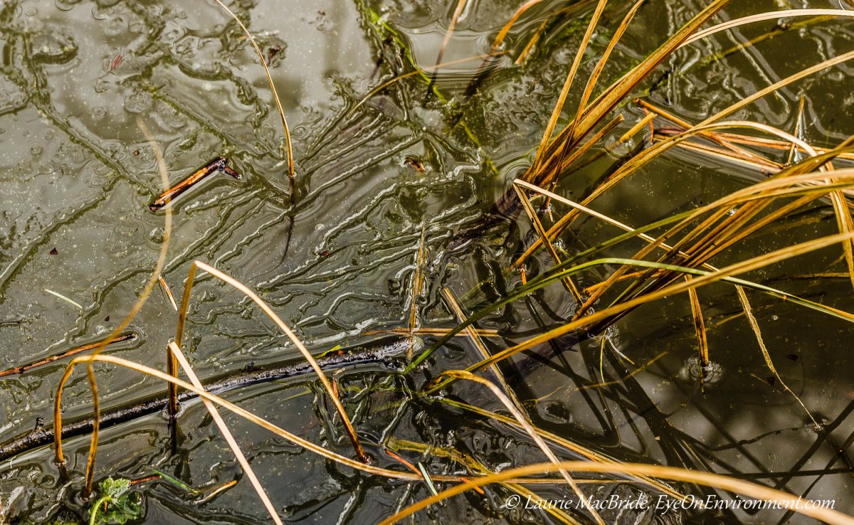 Finding Fascination in Confusion | Eye on Environment